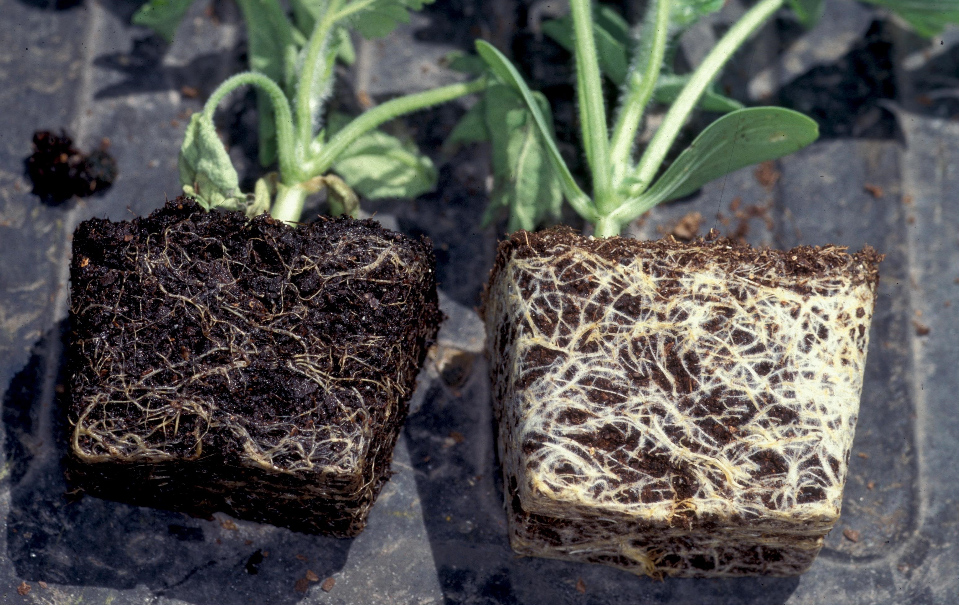 Pythium Root Rot Scouting Guides For Problems Of Vegetables